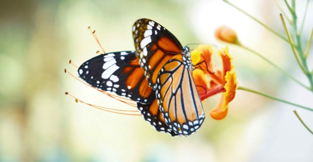 Butterfly Safari Park • Entry Fee, Timings, Location, Things To Do